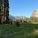 Sentinel Meadow Cook's Meadow Loop Trail, California - 3,712 Reviews, Map | AllTrails