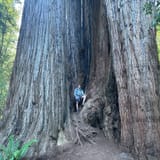 Tall Trees Grove Loop Trail, California - 2,535 Reviews, Map | AllTrails