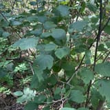 Silver Cascade Falls Trail, Colorado - 1,082 Reviews, Map | AllTrails