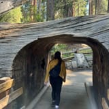 Congress Trail, California - 3,667 Reviews, Map | AllTrails