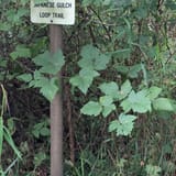 Japanese Gulch Loop Trail, Washington - 1,264 Reviews, Map | AllTrails