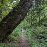 Japanese Gulch Loop Trail, Washington - 1,264 Reviews, Map | AllTrails