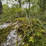 Wizards Way, North Carolina - 221 Reviews, Map | AllTrails