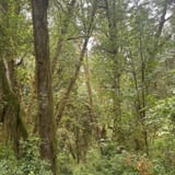 Maple Glade Nature Trail, Washington - 196 Reviews, Map | AllTrails