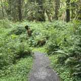 Maple Glade Nature Trail, Washington - 196 Reviews, Map | AllTrails
