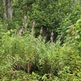 Baker River Trail, Washington - 237 Reviews, Map | AllTrails