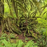 Baker River Trail, Washington - 237 Reviews, Map | AllTrails