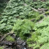 Muir Grove Trail, California - 411 Reviews, Map | AllTrails