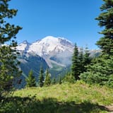 Silver Forest Trail, Washington - 566 Reviews, Map | AllTrails