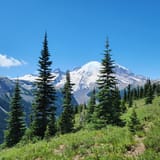 Silver Forest Trail, Washington - 566 Reviews, Map | AllTrails