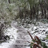 Mount Victoria Track, Victoria, Australia - 317 Reviews, Map | AllTrails