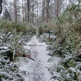 Mount Victoria Track, Victoria, Australia - 317 Reviews, Map | AllTrails