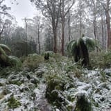 Mount Victoria Track, Victoria, Australia - 317 Reviews, Map | AllTrails