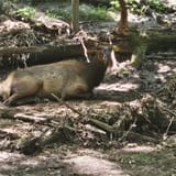 White Bison Loop, Missouri - 2,574 Reviews, Map | AllTrails