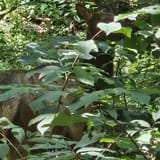 White Bison Loop, Missouri - 2,570 Reviews, Map | AllTrails