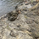 Bon Tempe Lake Loop, California - 2,083 Reviews, Map | AllTrails