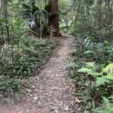 Morelia Walking Track, Queensland, Australia - 252 Reviews, Map | AllTrails