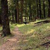 White Bison Loop, Missouri - 2,574 Reviews, Map | AllTrails
