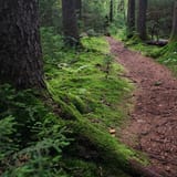 Red Spruce Knob, West Virginia - 234 Reviews, Map | AllTrails
