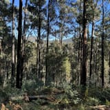Taggerty River Lookout Loop, Victoria, Australia - 67 Reviews, Map ...