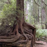 Cathedral Trees Trail to Prairie Creek Trail, California - 953 Reviews ...