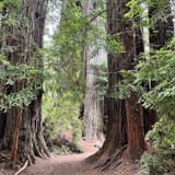 Cathedral Trees Trail to Prairie Creek Trail, California - 953 Reviews ...