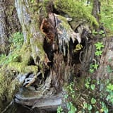 Ward Lake Trail, Alaska - 157 Reviews, Map | AllTrails