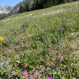 Beehive Basin Trail No. 40, Montana - 2,971 Reviews, Map | AllTrails