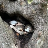 Bull Run Mountain Green Loop, Virginia - 917 Reviews, Map | AllTrails