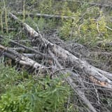 Hall Mountain Trail, Washington - 47 Reviews, Map | AllTrails