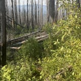 Hall Mountain Trail, Washington - 47 Reviews, Map | AllTrails