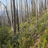 Hall Mountain Trail, Washington - 47 Reviews, Map | AllTrails