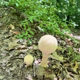 Bacon Ridge Trail: Phase 3, Maryland - 2,653 Reviews, Map | AllTrails