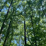 Bacon Ridge Trail: Phase 3, Maryland - 2,653 Reviews, Map | AllTrails