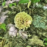 Bacon Ridge Trail: Phase 3, Maryland - 2,653 Reviews, Map | AllTrails