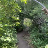 Hunter Creek Trail, Nevada - 4,878 Reviews, Map | AllTrails