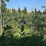 Big Hill Springs Trail, Alberta, Canada - 785 Reviews, Map | AllTrails