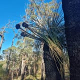 Mount Cooke Loop, Western Australia, Australia - 646 Reviews, Map ...