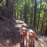 Newlands Forest via the Contour Path, Western Cape, South Africa - 703 ...