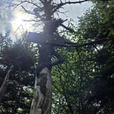 Mount Marshall via the Calamity Brook Trail, New York - 962 Reviews ...