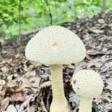 Bacon Ridge Trail: Phase 3, Maryland - 2,653 Reviews, Map | AllTrails