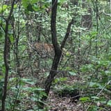 Bench Trail, Arkansas - 530 Reviews, Map | AllTrails