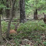 Bench Trail, Arkansas - 500 Reviews, Map | AllTrails