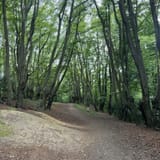 Epping Forest Main Path and Green Ride Circular, Essex, England - 1,242 ...
