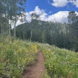 Ute Trail, Colorado - 1,377 Reviews, Map | AllTrails