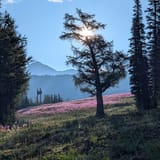 Sunshine Meadows, Alberta, Canada - 337 Reviews, Map | AllTrails