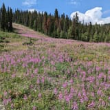 Sunshine Meadows, Alberta, Canada - 337 Reviews, Map | AllTrails