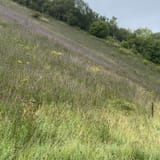 Chee Dale Gorge Circular, Derbyshire, England - 1,937 Reviews, Map ...