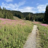 Sunshine Meadows, Alberta, Canada - 337 Reviews, Map | AllTrails