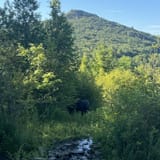 Massie Gap and Wilburn Ridge Loop, Virginia - 1,053 Reviews, Map ...